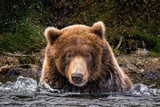 This Grizzly Bear Shakes Off Water Editorial Stock Photo - Stock Image ...