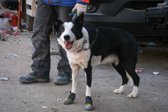 Rescue Dog Operator Seen Earthquake Zone Editorial Stock Photo - Stock ...