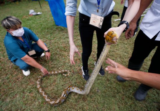 Participants Capture Python Reticulated Python During Editorial Stock ...
