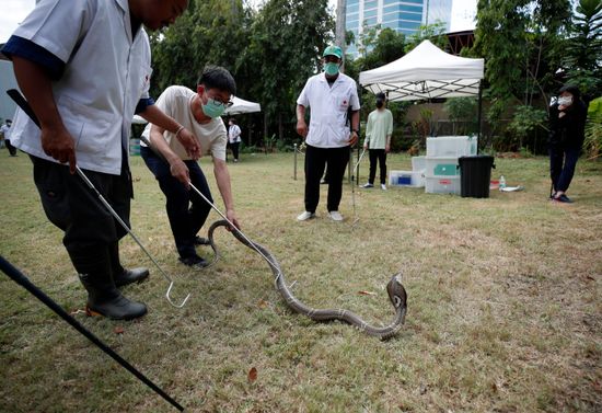 Snake Handlers Teach Participant Capture Cobra Editorial Stock Photo - Stock Image | Shutterstock
