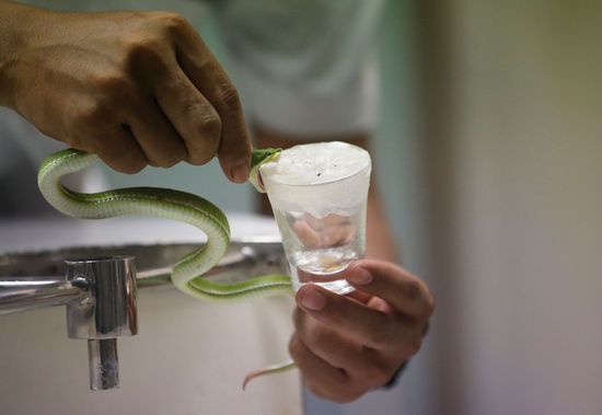 Snake Handler Performs Venom Extraction Pit Editorial Stock Photo ...