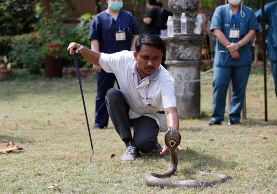Thai Snake Handler Performs Capture Cobra Editorial Stock Photo - Stock ...