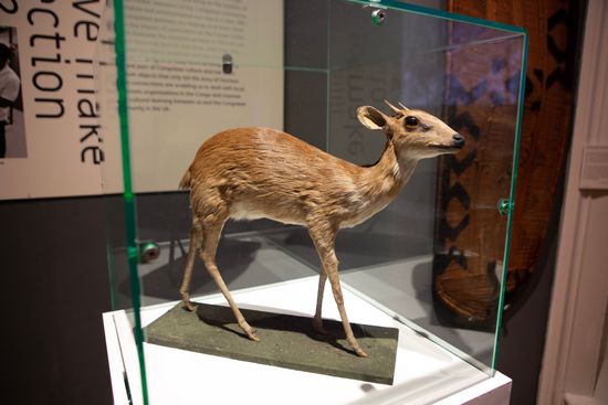 Pygmy Antelope Taxidermied Animal Remains Exhibited Editorial Stock ...