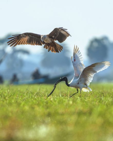 Brahminy Kite Swooping Steal Snake Ibis Editorial Stock Photo - Stock ...