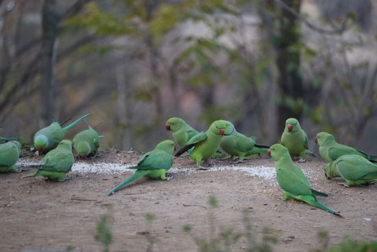 Flock Parakeets Feed On Grains On Editorial Stock Photo - Stock Image ...
