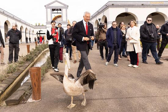 Pairi Daiza Founder Ceo Eric Domb Editorial Stock Photo - Stock Image ...