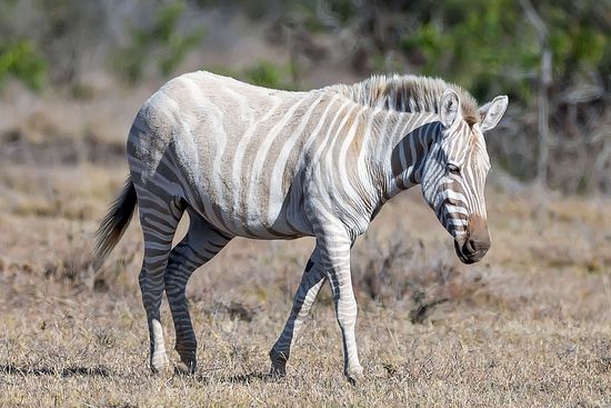 Extremely Rare Blonde Zebra Walks Through Editorial Stock Photo - Stock ...