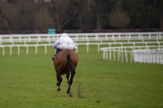 Horse Springwell Bay No 5 Ridden Editorial Stock Photo - Stock Image ...