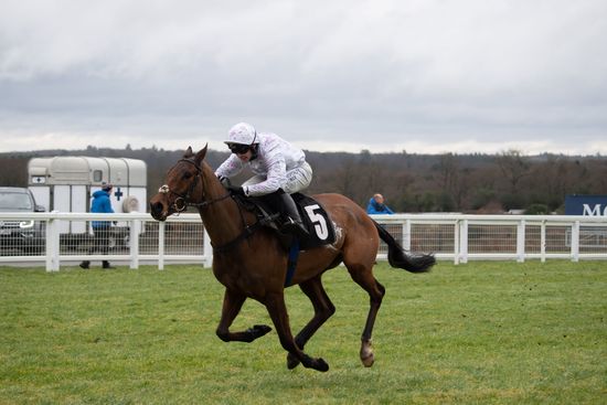 Horse Springwell Bay No 5 Ridden Editorial Stock Photo - Stock Image ...