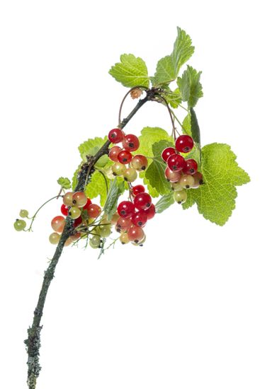 Redcurrant Ribes Rubrum Fruit Berry Shrub Editorial Stock Photo - Stock ...