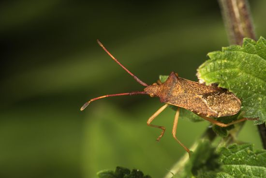 Marginal Bug Gonocerus On Stinging Nettle Editorial Stock Photo - Stock ...