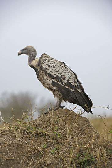Ruppells Griffon Ruppells Vulture Gyps Rueppellii Editorial Stock Photo ...