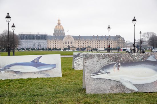 Some 400 Posters Depicting Dolphin Corpses Editorial Stock Photo ...