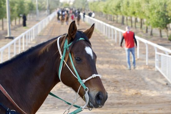 Riyadh Horse Morning Trackwork King Abdulaziz Editorial Stock Photo ...