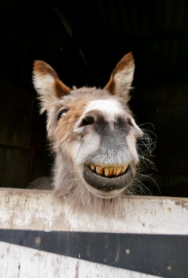 Donkey Patiently Waits Stables His Dental Editorial Stock Photo - Stock ...