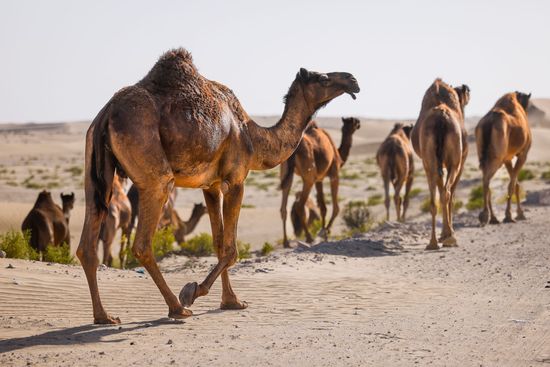 Camel Landscape During Preevent Test 2023 Editorial Stock Photo - Stock ...