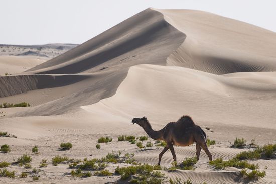 Camel Landscape During Preevent Test 2023 Editorial Stock Photo - Stock ...