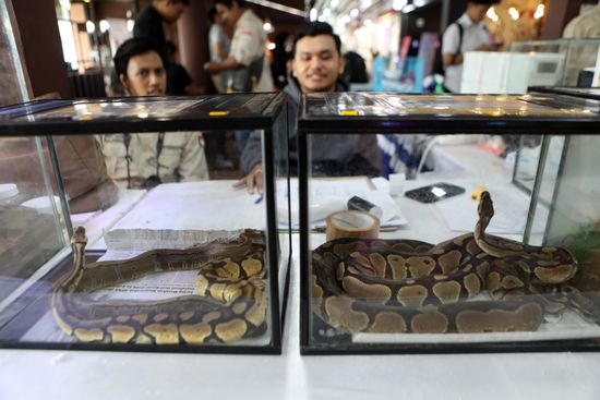People Look Ball Pythons Inside Glass Editorial Stock Photo - Stock ...