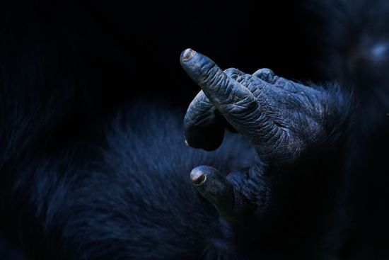 Close View Chimpanzees Pan Troglodytes Hand Editorial Stock Photo ...