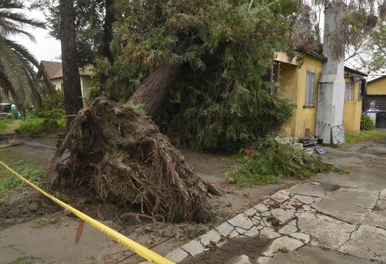 Massive Redwood Tree Seen After Falling Editorial Stock Photo - Stock ...