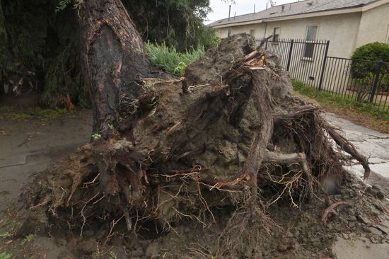 Massive Redwood Tree Seen After Falling Editorial Stock Photo - Stock ...