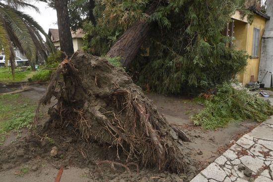 Massive Redwood Tree Seen After Falling Editorial Stock Photo - Stock ...