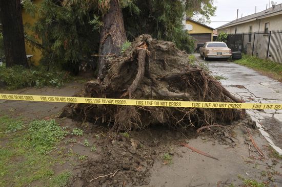 Massive Redwood Tree Seen After Falling Editorial Stock Photo - Stock ...