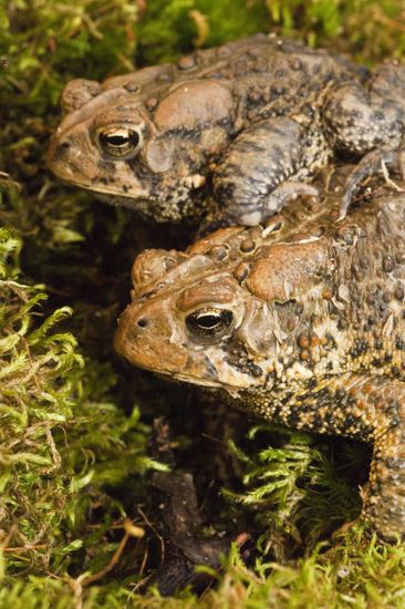 American Bufo Americanus Toads Minnesota Usa Editorial Stock Photo ...