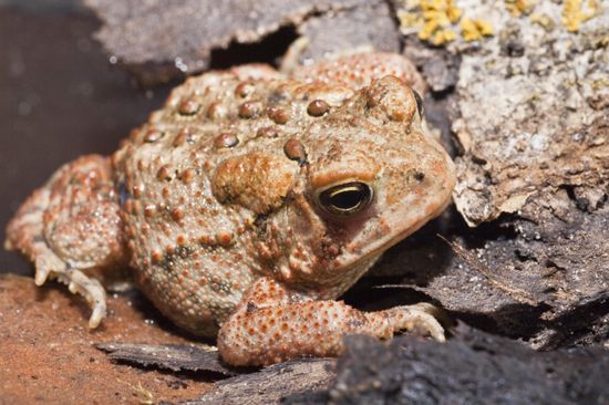 American Toad Bufo Americanus Minnesota Usa Editorial Stock Photo ...