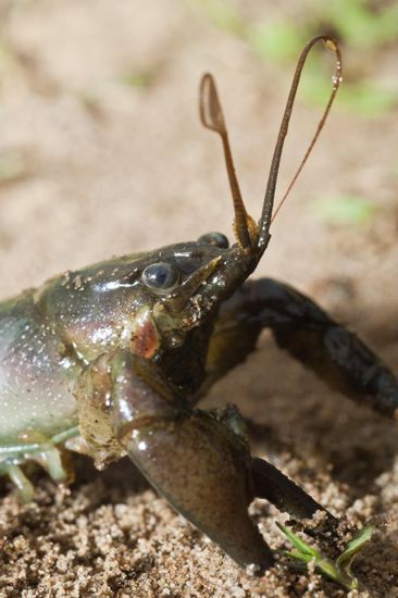 Rusty Crayfish Orconectes Rusticus Kettle River Editorial Stock Photo ...