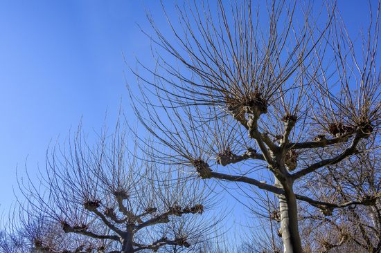 Pruned Plane Trees Platanus Kempten Allgaeu Editorial Stock Photo ...
