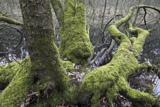 Mossy Willow Salix Trunks Emsland Lower Editorial Stock Photo - Stock Image | Shutterstock