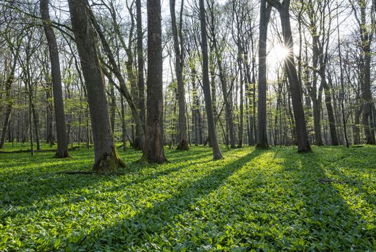 Deciduous Forest Leaves Ramsons Allium Ursinum Editorial Stock Photo ...