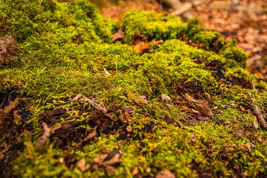 Moss Growing Over Stump Dead Tree Editorial Stock Photo - Stock Image ...