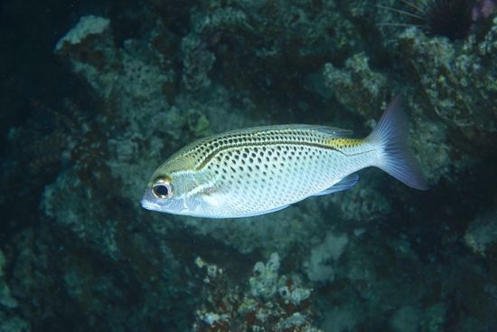 Arabian Monocle Bream Scolopsis Ghanam House Editorial Stock Photo ...