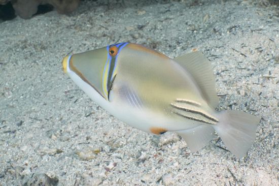 Arabian Arabian Picasso Triggerfish Rhinecanthus Assasi Editorial Stock ...