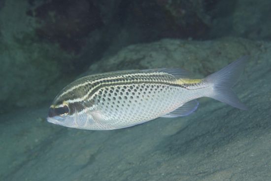 Arabian Monocle Bream Scolopsis Ghanam Torfa Editorial Stock Photo ...