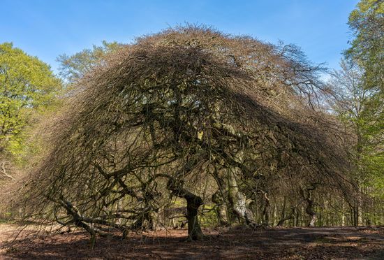 Ancient Plane Tree Forest Area Lietzow Editorial Stock Photo - Stock ...