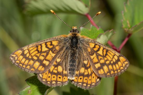 Golden Fritillary Scabiosa Fritillary Butterfly Open Editorial Stock ...