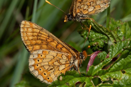 Golden Fritillary Scabious Fritillary Fritillary Fritillary Editorial ...