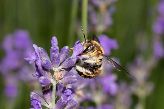 Garden Wooly Bee Large Wooly Bee Editorial Stock Photo - Stock Image ...
