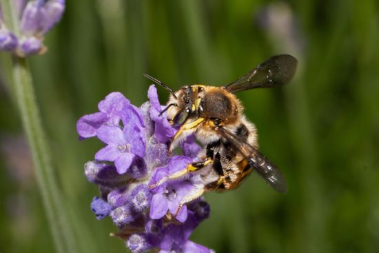 Garden Wooly Bee Large Wooly Bee Editorial Stock Photo - Stock Image ...