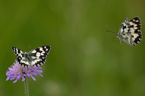 Checkerboard Two Moths Mating Flight Open Editorial Stock Photo - Stock ...