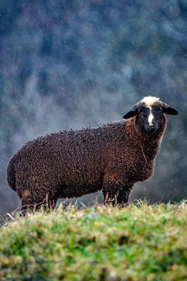 Black Sheep Rain Gechingen Black Forest Editorial Stock Photo - Stock ...