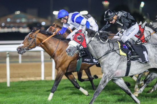Af Alajaj Fr Ridden By Tadhg Editorial Stock Photo - Stock Image ...
