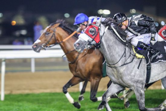 Af Alajaj Fr Ridden By Tadhg Editorial Stock Photo - Stock Image ...