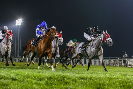 Af Alajaj Fr Ridden By Tadhg Editorial Stock Photo - Stock Image ...