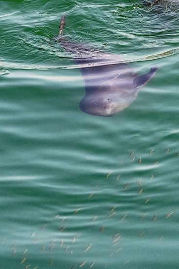 Finless Porpoise Catches Fish Yangtze River Editorial Stock Photo ...