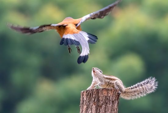 Ill Knock You Off Your Perch Editorial Stock Photo - Stock Image ...