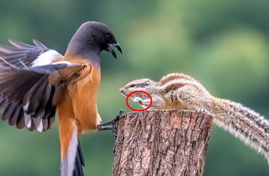 Ill Knock You Off Your Perch Editorial Stock Photo - Stock Image ...